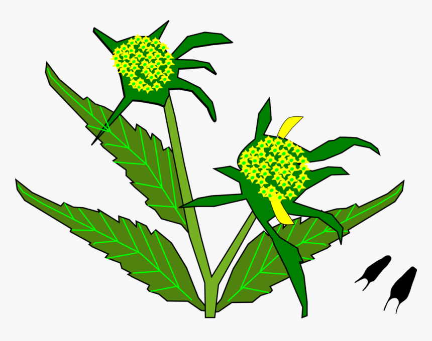 Plant,flora,leaf - Sunflower, HD Png Download , Transparent Png Image ...