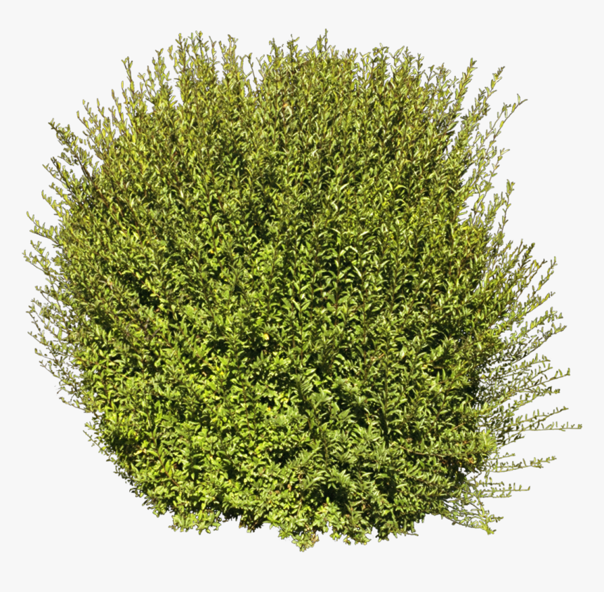 Tree Shrub Plant - Thuya, HD Png Download , Transparent Png Image - PNGitem