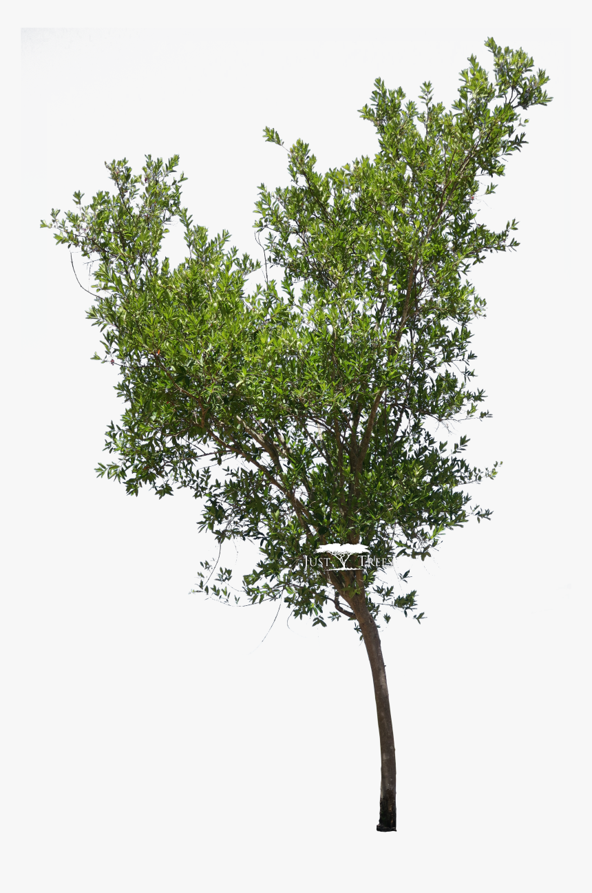 Transparent Bushes Png - River Bush Willow Tree Drawing, Png Download ...