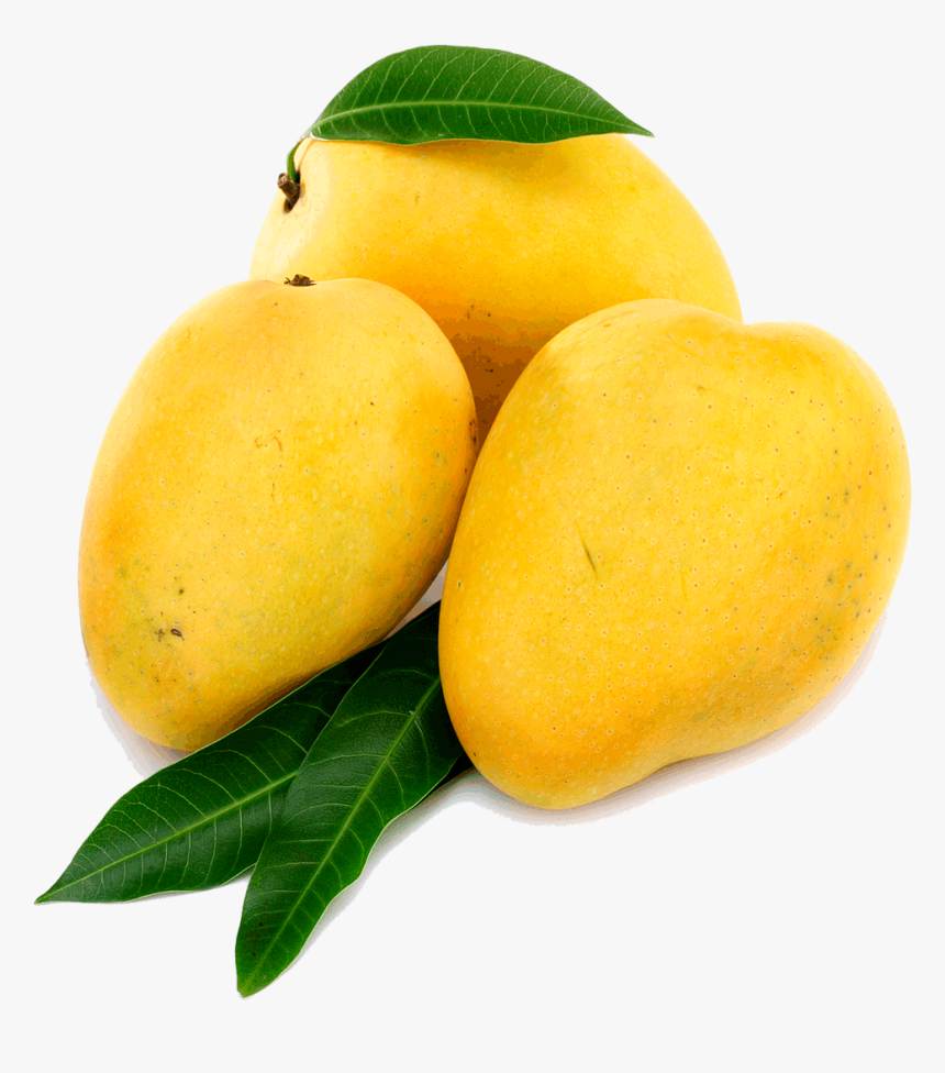 Mango Png Transparent File - Alphonso Mango Png, Png Download ...