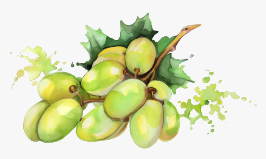 Mango Png No Background - Still Fruit Watercolor Drawing, Transparent ...