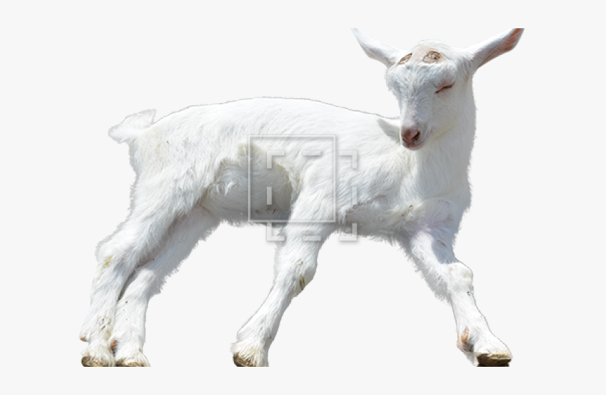 Transparent Background Baby Goats Png - Baby Goat No Background, Png ...