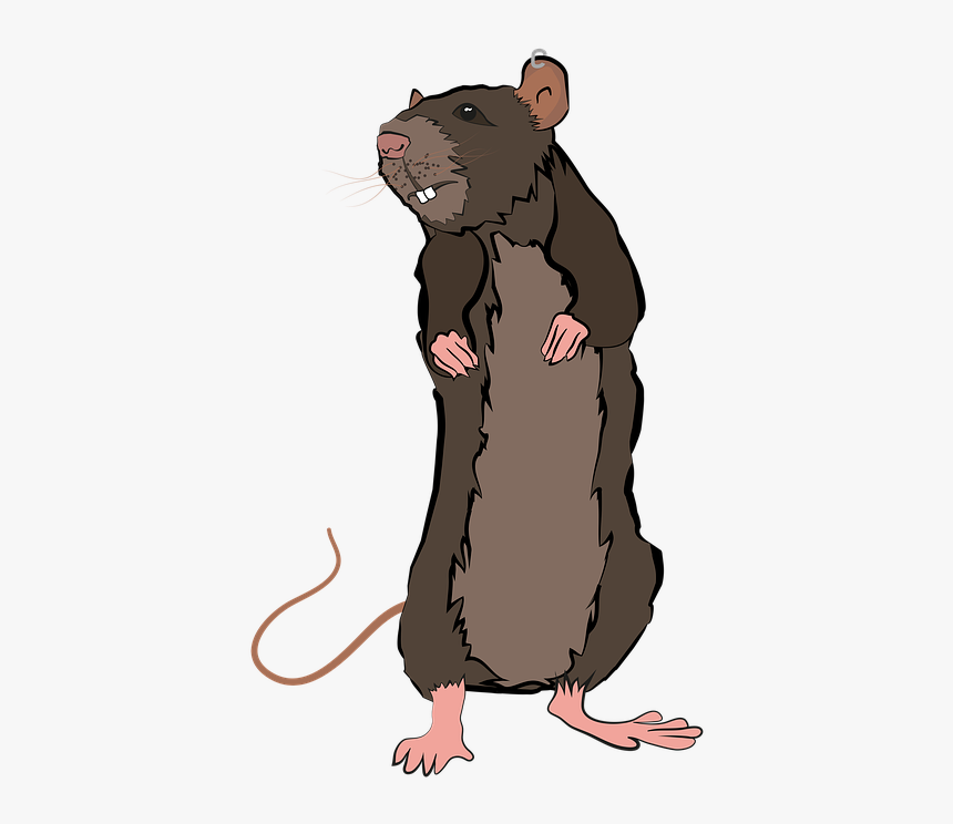 Animal, Rat, Nature, Pet, Mouse, Tail, Hamster - Rat, HD Png Download ...