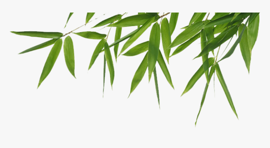 Transparent Bamboo Tree Png - Bamboo Transparent, Png Download ...