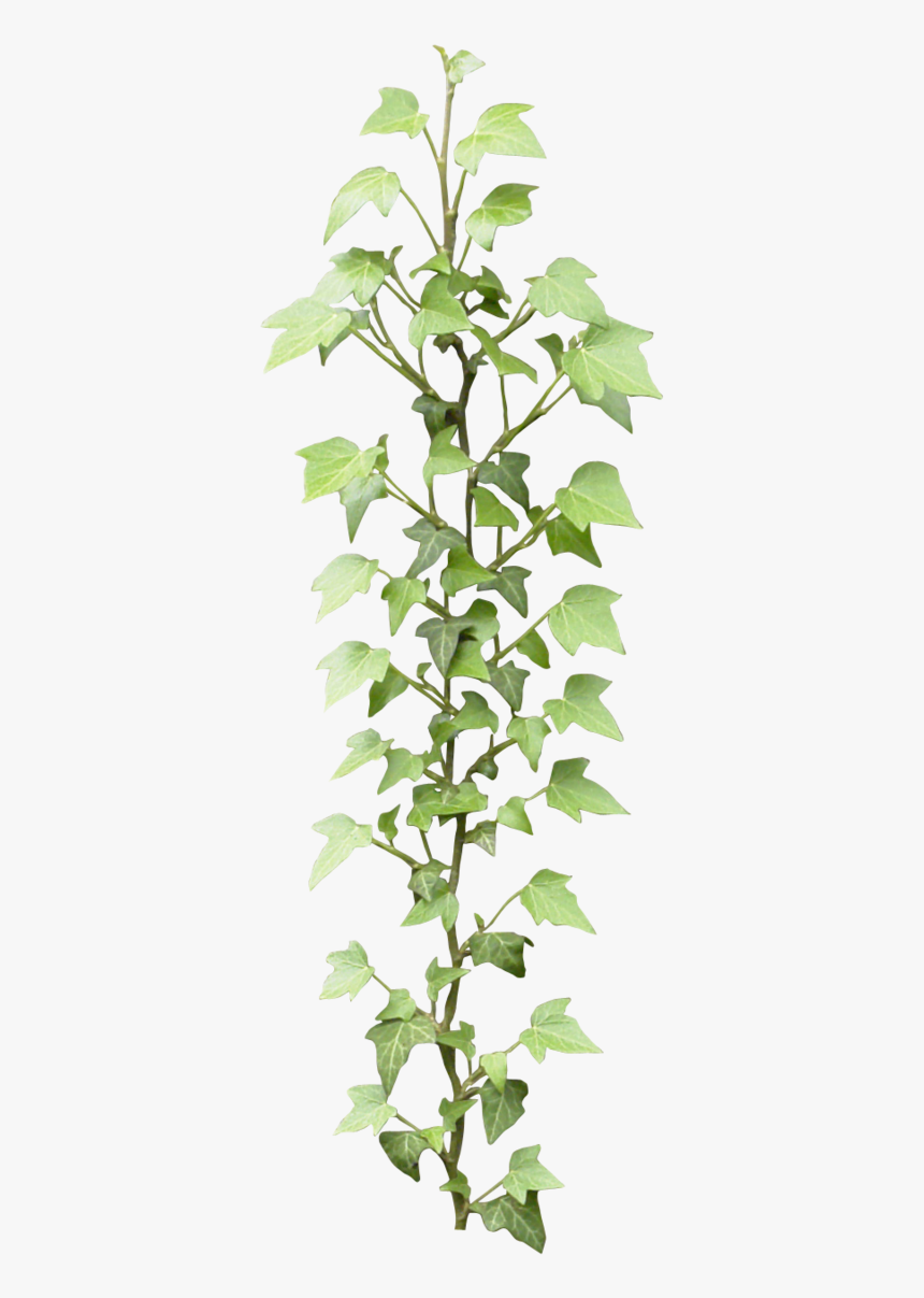 Ivy - Ivy Textures, HD Png Download , Transparent Png Image - PNGitem