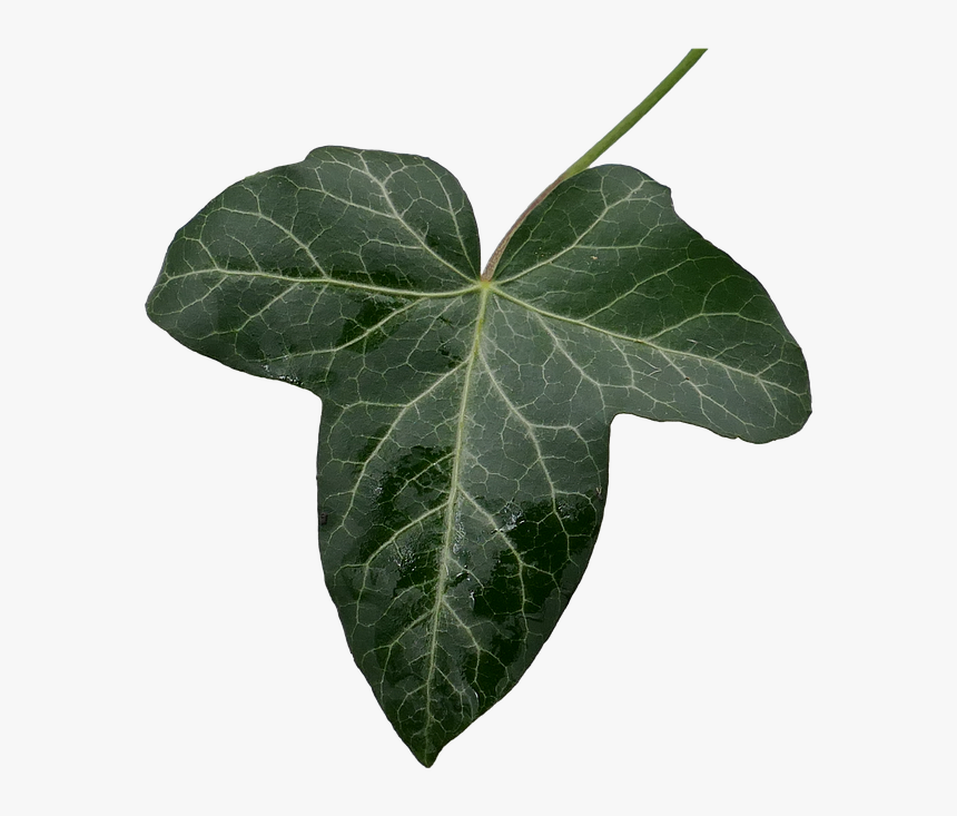 Ivy, Ivy Leaf, Green, Leaf Green, Isolated, Cut Out - Ivy Leaf Png ...