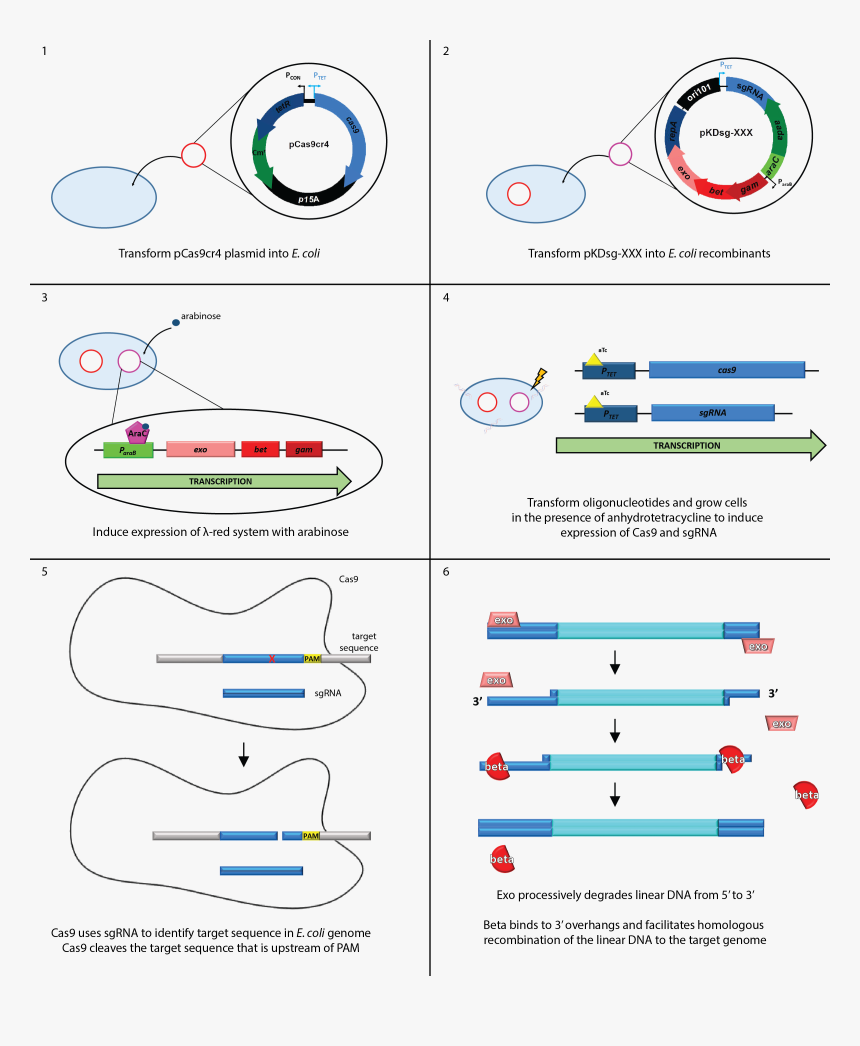 Outline Of No-scar Recombineering Methods Final 2, HD Png Download ...