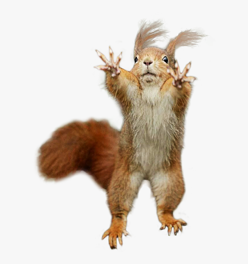 Eurasian Red Squirrel - Png Red Squirrel, Transparent Png , Transparent ...