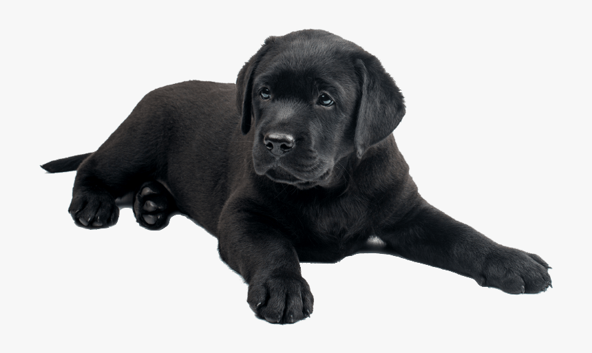 Black Lab Puppies Png, Transparent Png , Transparent Png Image - PNGitem