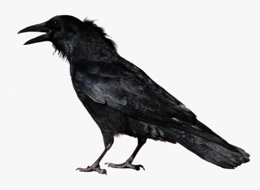 Crow Png Transparent Image - Transparent Background Crow Png, Png ...