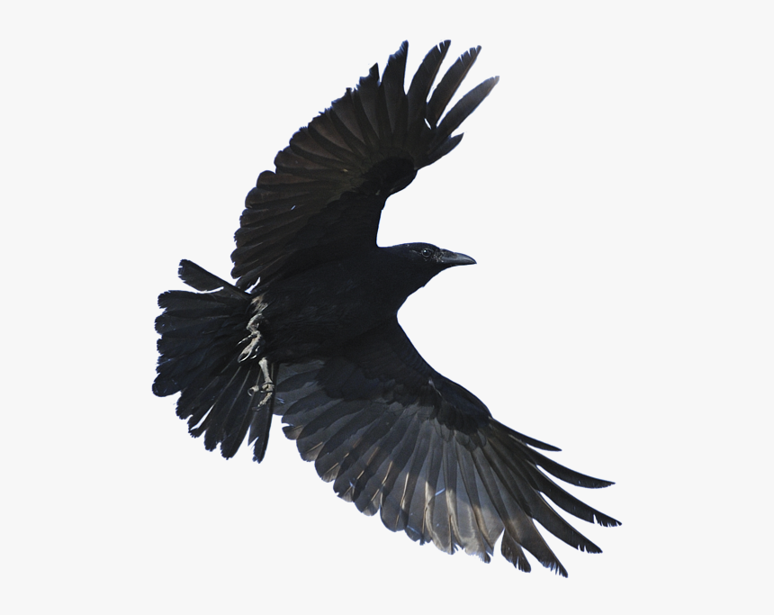Transparent Background Flying Crow Png, Png Download , Transparent Png ...