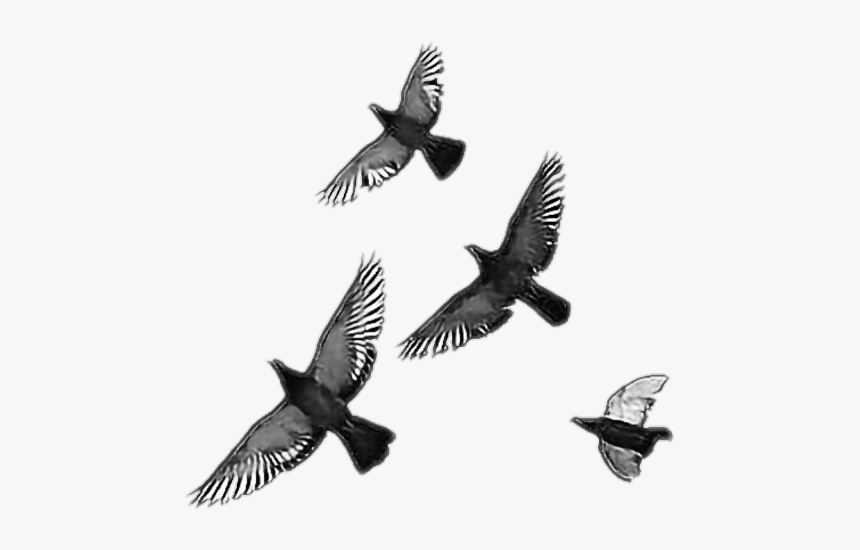 #crow #bird #birds #free #freedom #freetoedit #remixit - Transparent ...