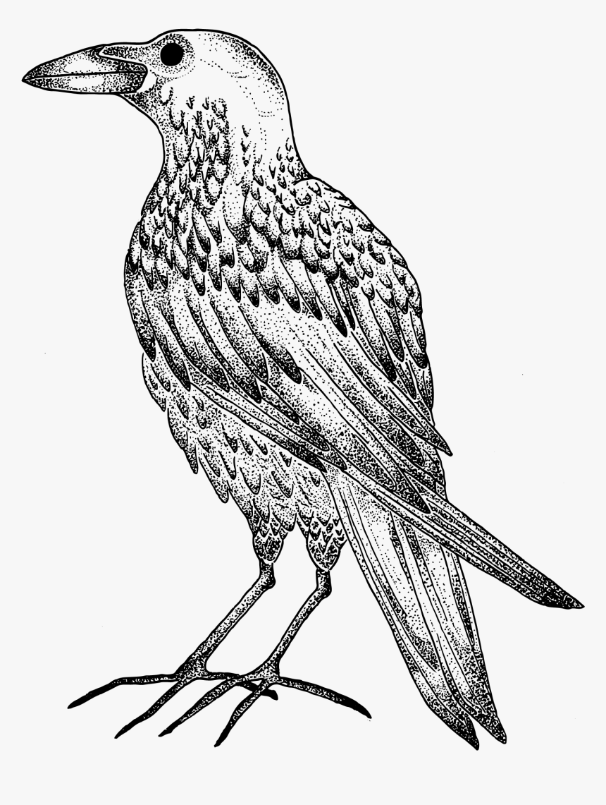 Drawn Crow Outline - Crow Outline Drawing, HD Png Download ...