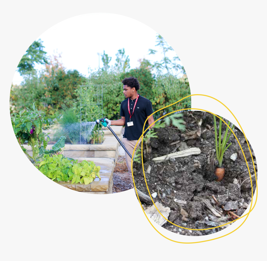 Home Page - Tree, HD Png Download , Transparent Png Image - PNGitem