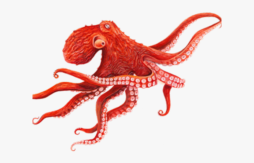Octopus Png Transparent Images - Octopus Transparent Background, Png ...