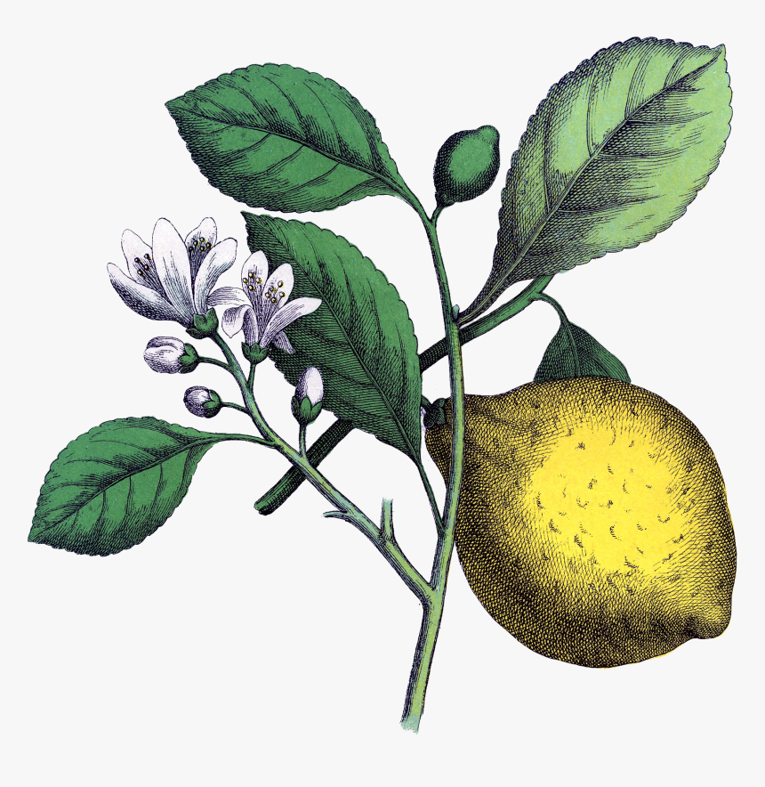 Vintage Avocado Tree Flower Png, Transparent Png , Transparent Png ...