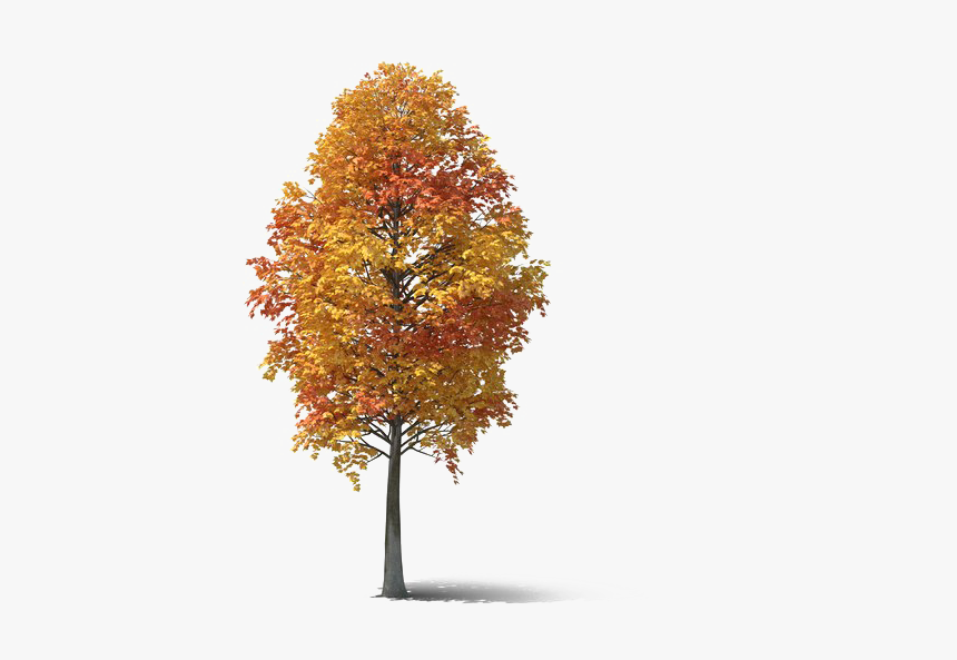 Fall Tree Png Photo - Autumn Tree Png, Transparent Png , Transparent ...