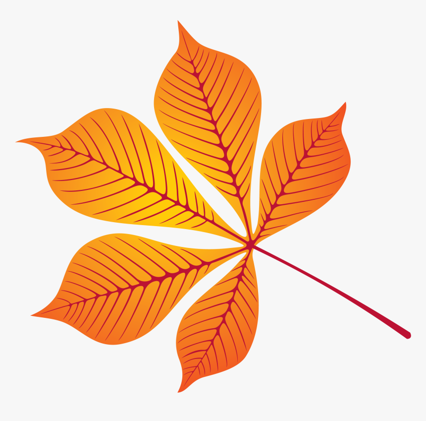 Beech, HD Png Download , Transparent Png Image - PNGitem