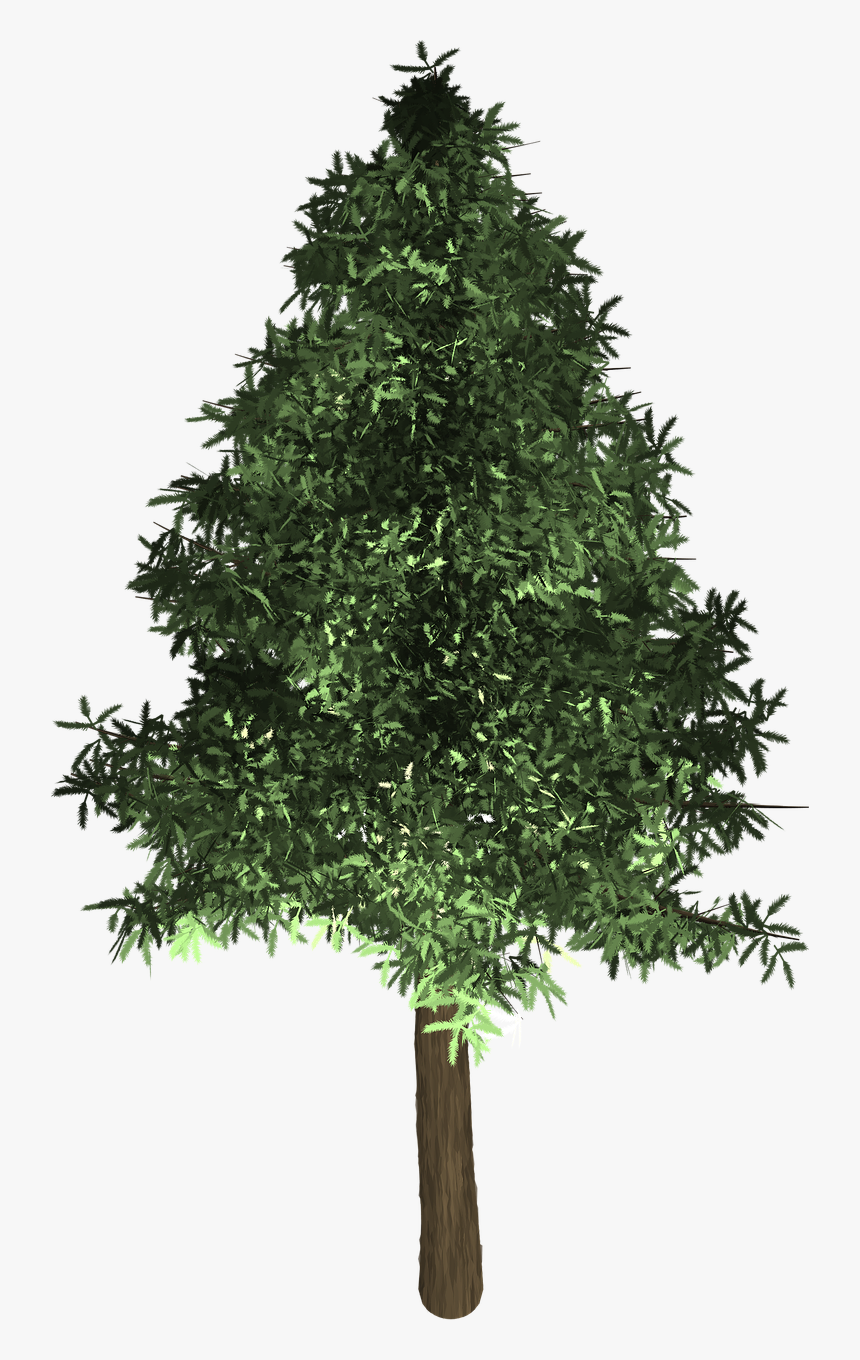 Transparent Evergreen Png - Oak Tree In The Philippines, Png Download ...