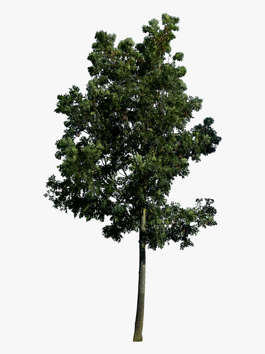 Best Free Tree Png Image - 3d Model Tree Free, Transparent Png ...