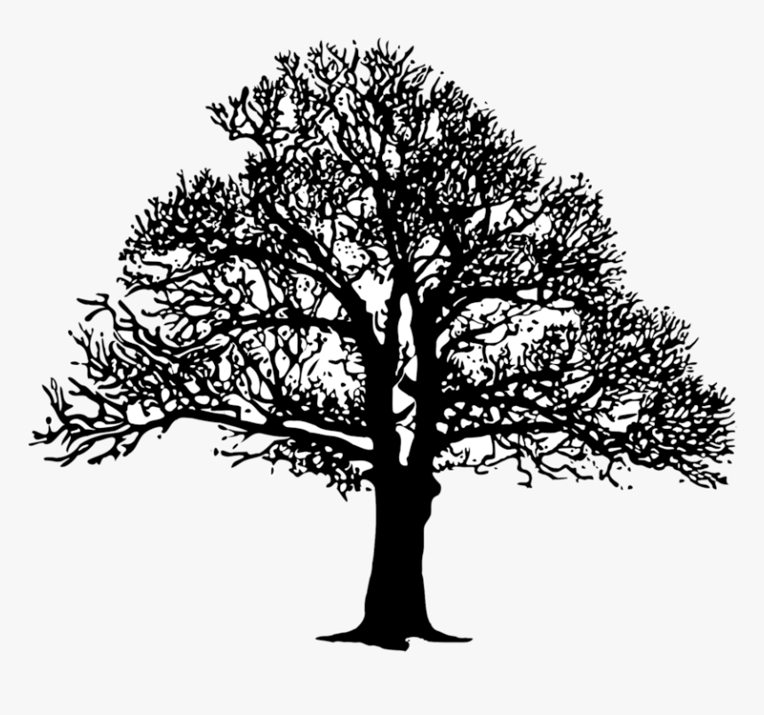 Plant,leaf,monochrome Photography - Tree B And W, HD Png Download ...