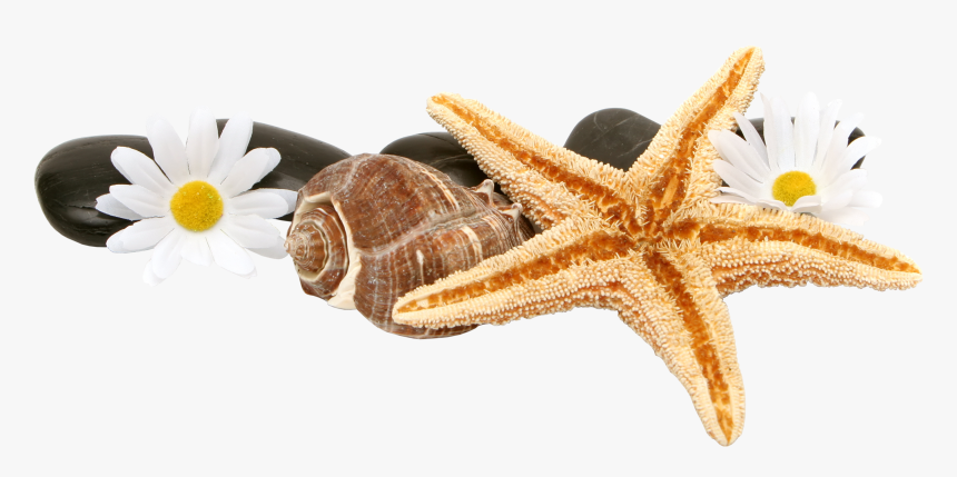 Starfish And Shells Png, Transparent Png , Transparent Png Image - PNGitem