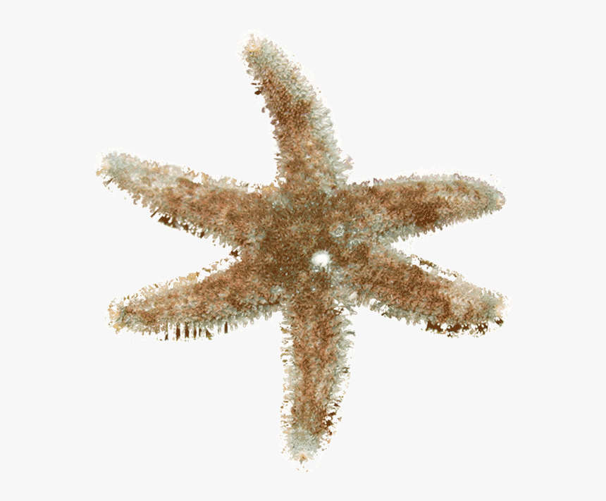 Starfish, HD Png Download , Transparent Png Image - PNGitem