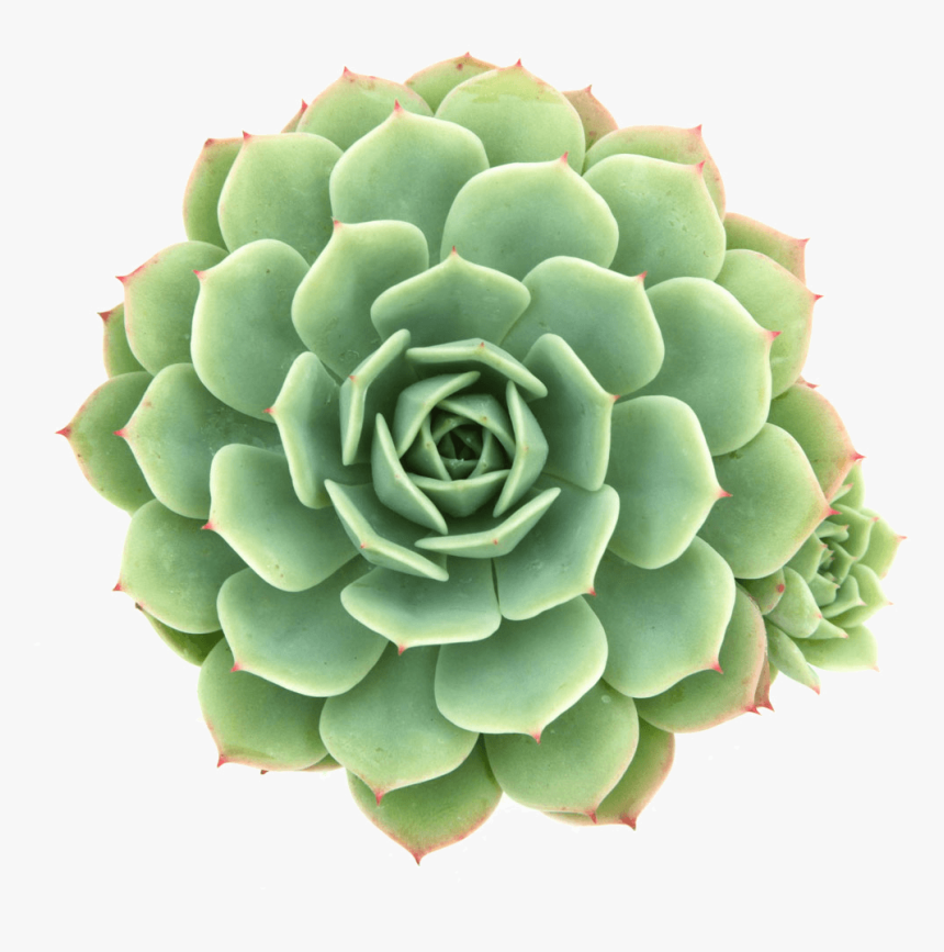 Succulent Png, Transparent Png , Transparent Png Image - PNGitem