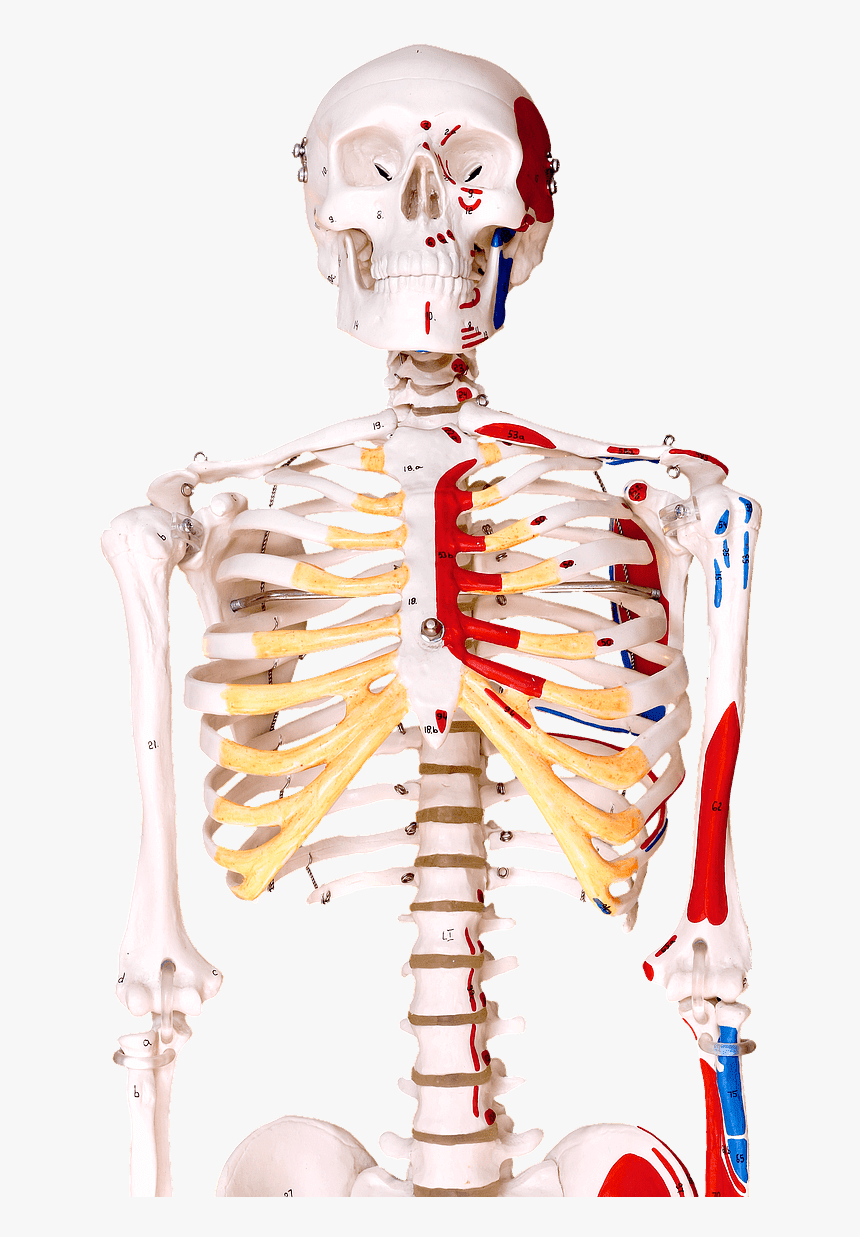 Human Bones Png - Human Skeleton, Transparent Png , Transparent Png ...
