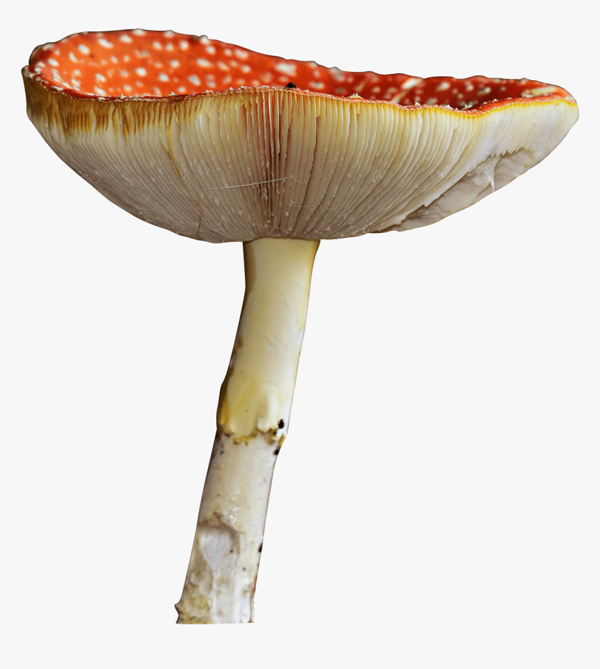 Mushroom Png - Russula Integra, Transparent Png , Transparent Png Image ...