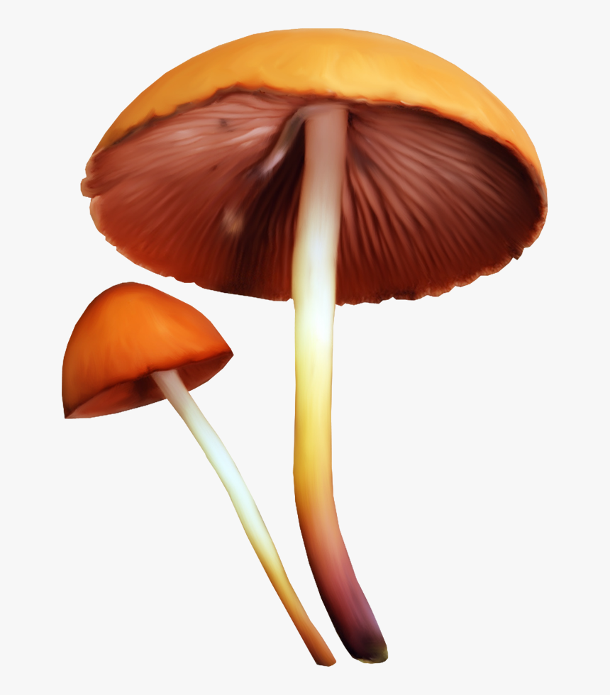 Edible Mushroom Fungus Clip Art - Mushroom Png, Transparent Png ...