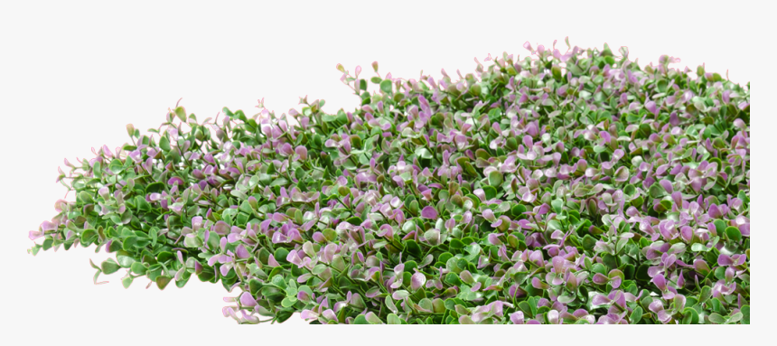 Periwinkle, HD Png Download , Transparent Png Image - PNGitem