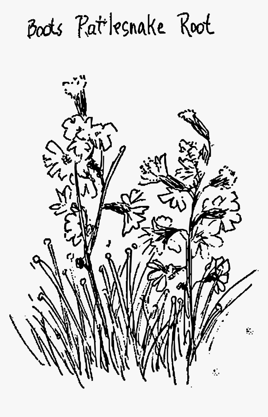 Boots Rattlesnake Root Clip Arts - Boots Rattlesnake Root, HD Png ...