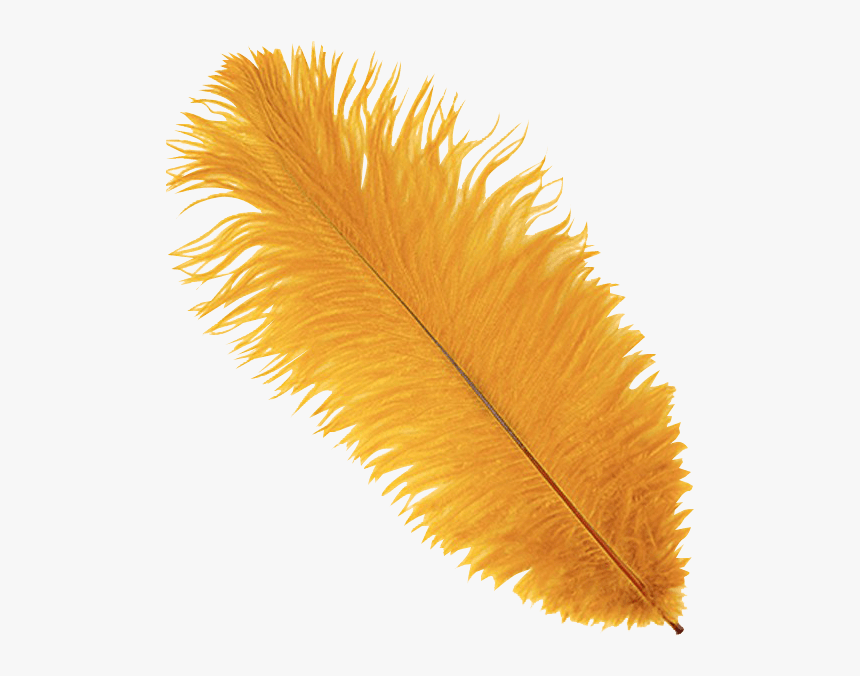 Marigold Ostrich Feather Plume - Transparent Feathers Yellow, HD Png ...