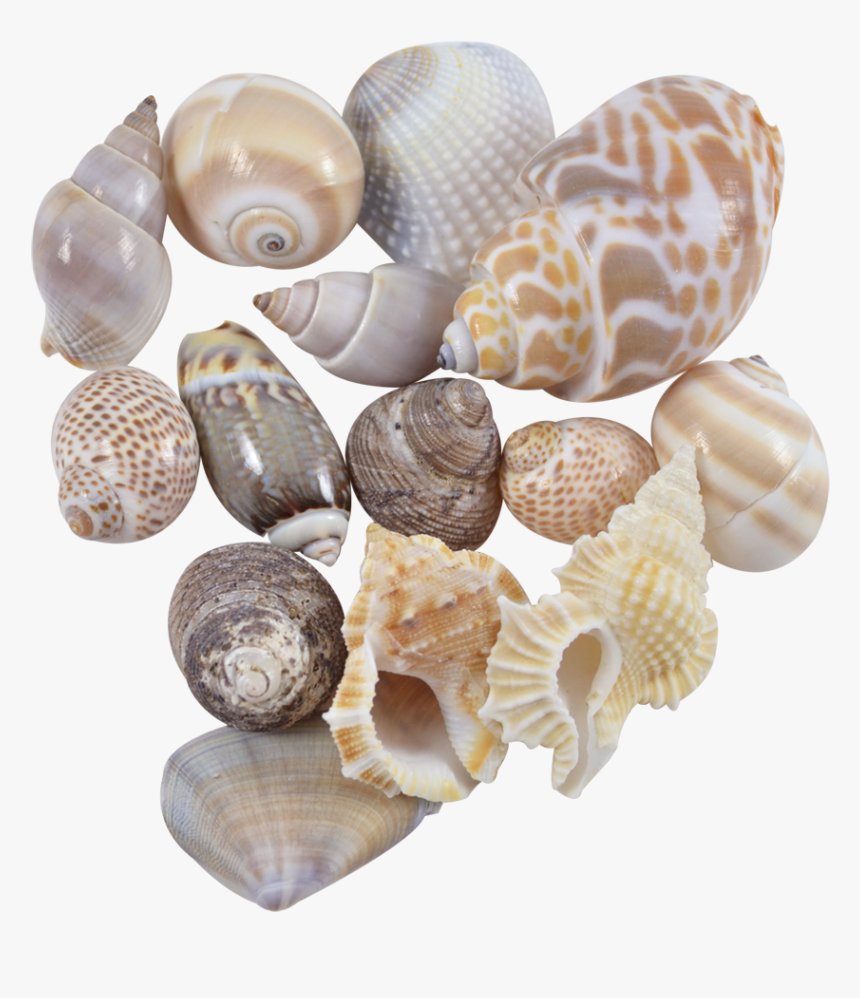 More Views - Seashell - Seashell, HD Png Download , Transparent Png ...