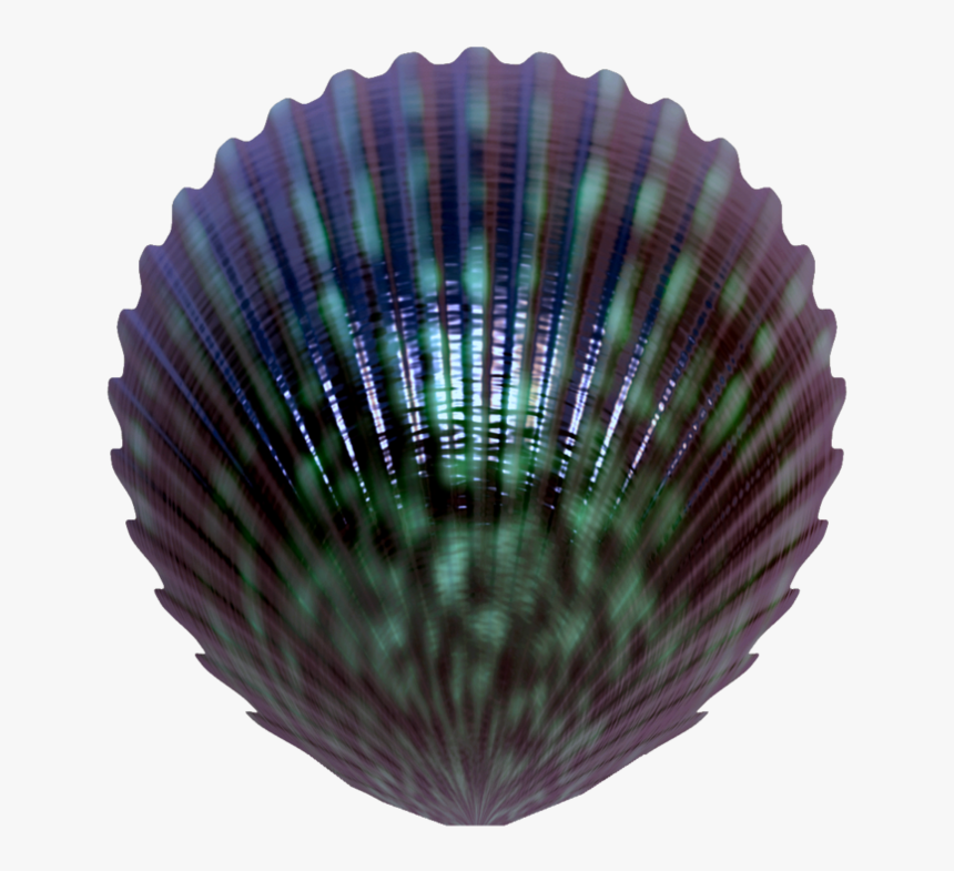 Seashell Png - Transparent Background Seashells Png, Png Download ...