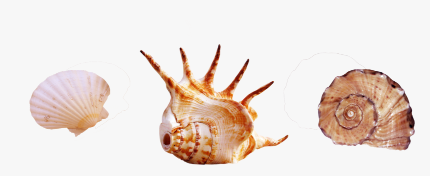 Seashell Photography Clip Art Element Shellfish Transprent - Real Sea ...