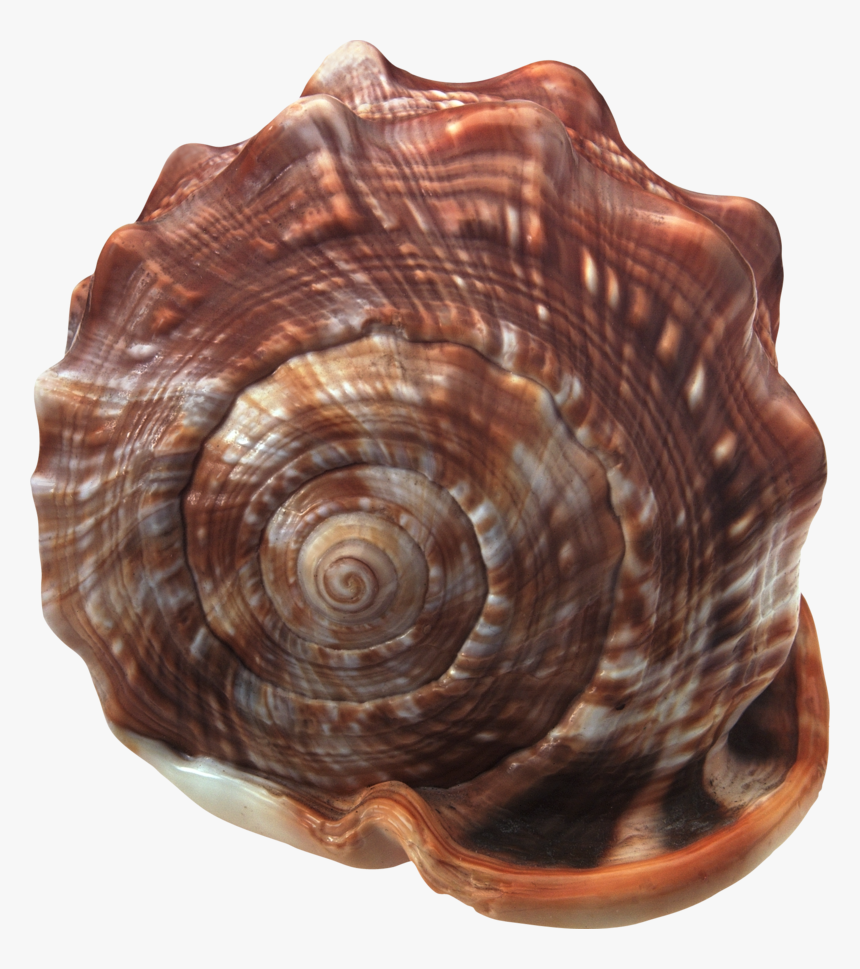 37089 - Seashell, HD Png Download , Transparent Png Image - PNGitem