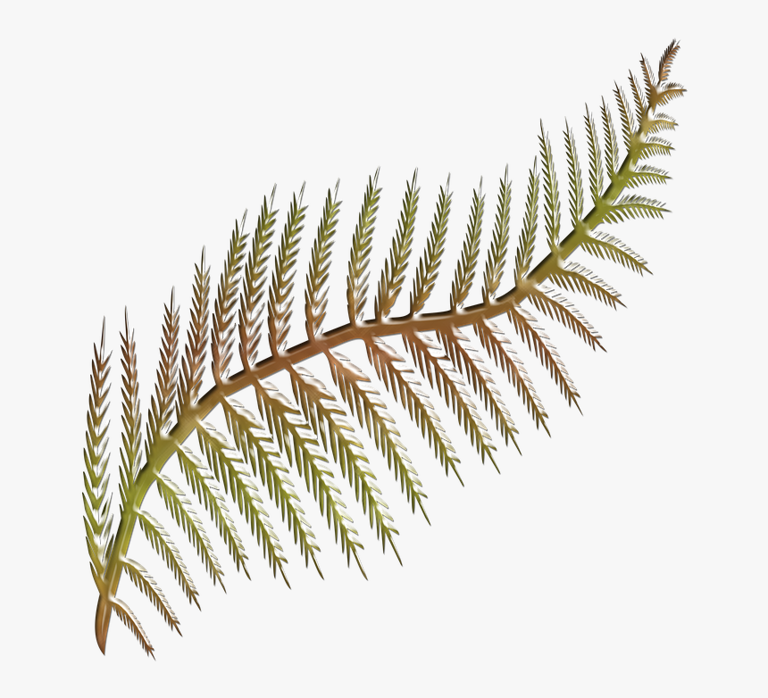 Flora, Fern Frond, Shape Stylised, Colored, Shape - Paprad Png ...