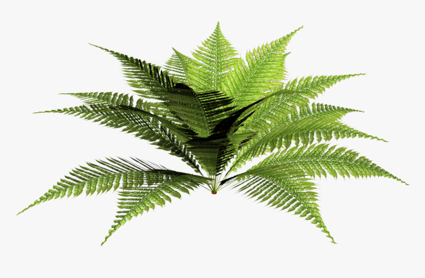 Male Fern - Forest Plants Png, Transparent Png , Transparent Png Image ...