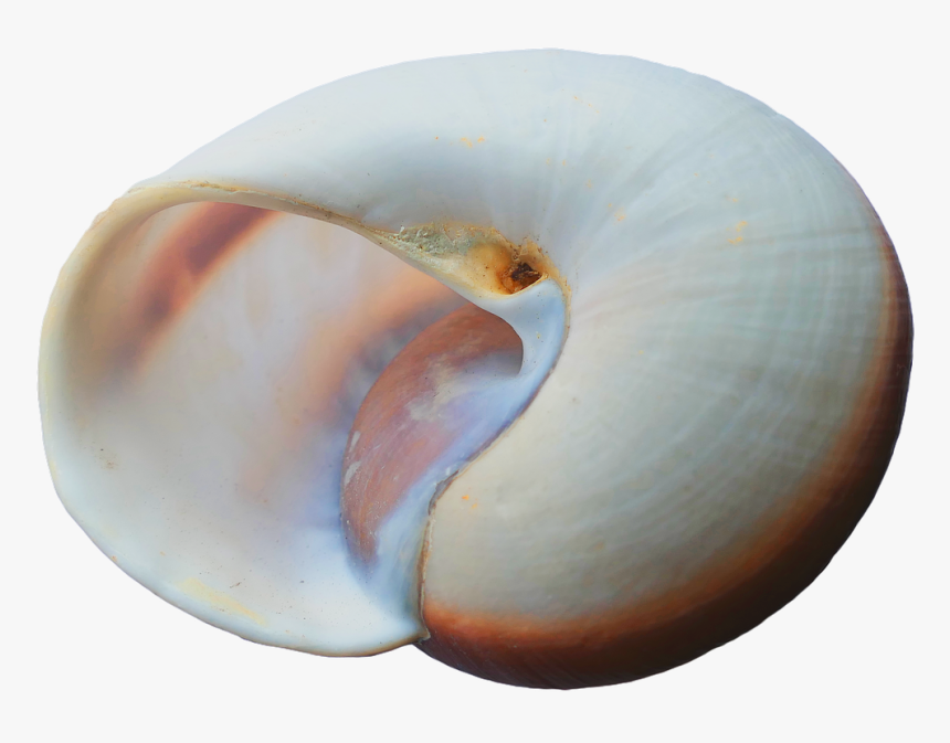 White Seashells Transparent Png, Png Download , Transparent Png Image ...