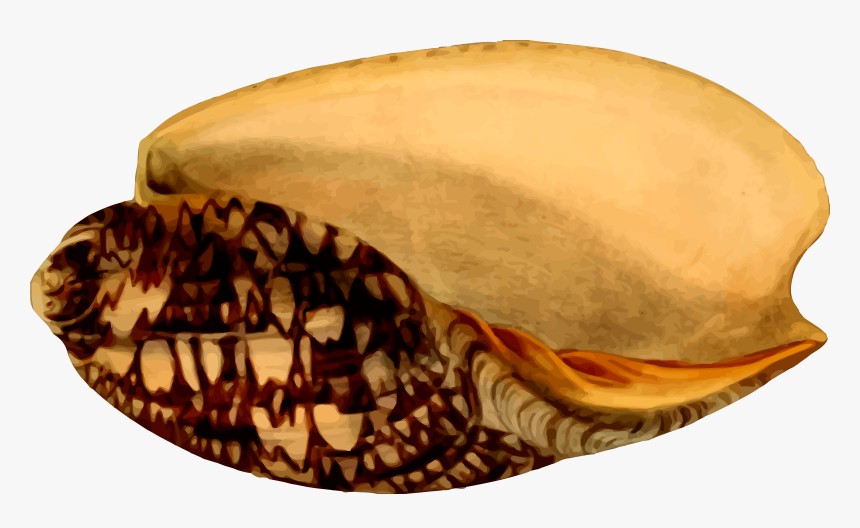 Snail,conch,seashell - Seashell, HD Png Download , Transparent Png ...