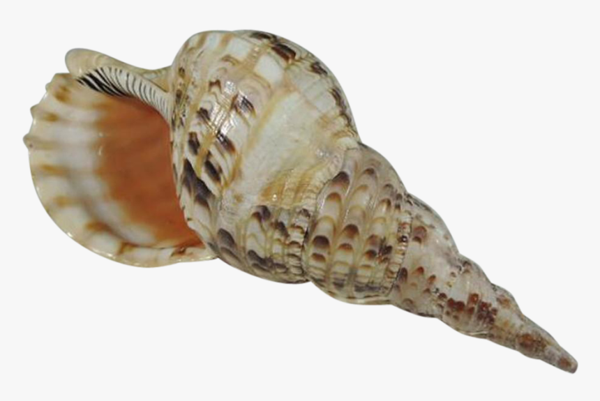 Transparent Conch Shell Png, Png Download , Transparent Png Image - PNGitem