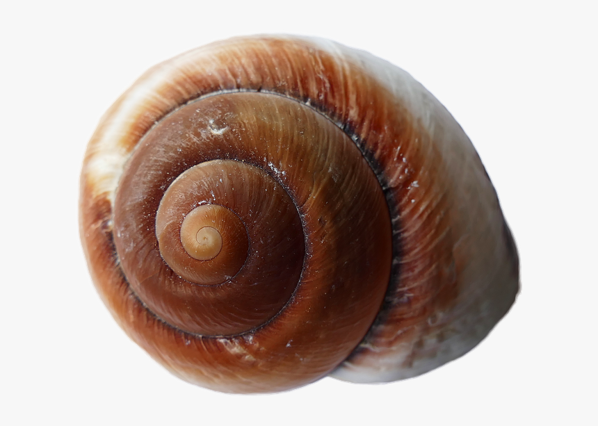 Seashell, Shells, Sea, White, Beach, Nature, Marine - Snail Shell ...