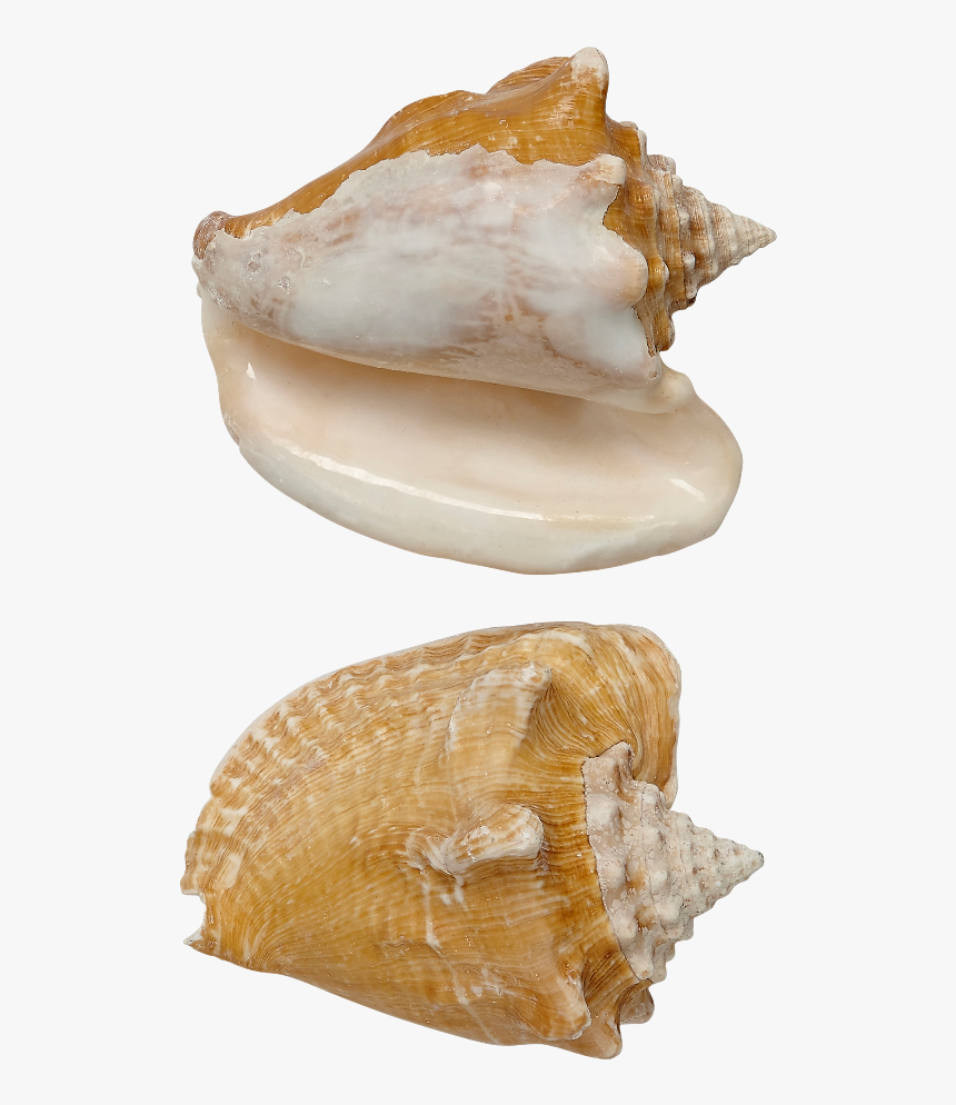 Milk Conch Shell Seashell 5-6 - Seashell, HD Png Download , Transparent ...
