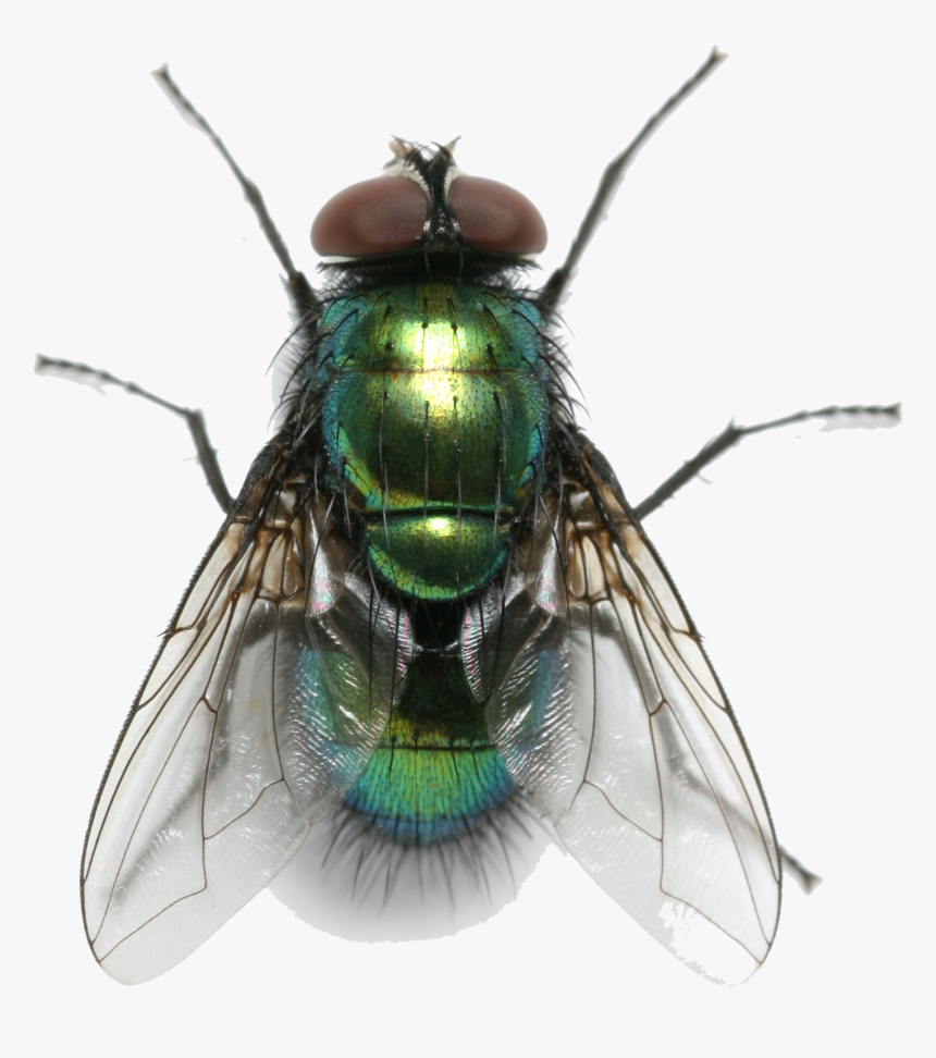 Fly Png Free Background - Fly Transparent Png, Png Download ...