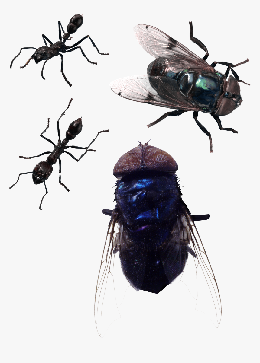 Fly Png, Transparent Png , Transparent Png Image - PNGitem