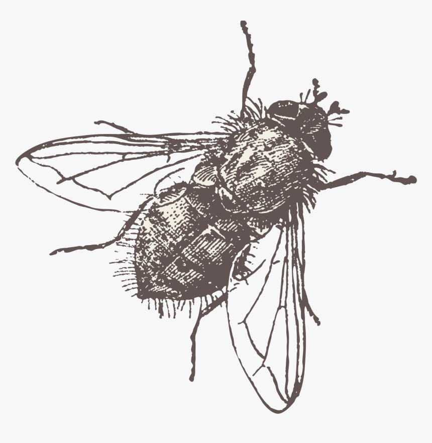 Fly Vector Png Download - Fly Png Vector, Transparent Png , Transparent ...