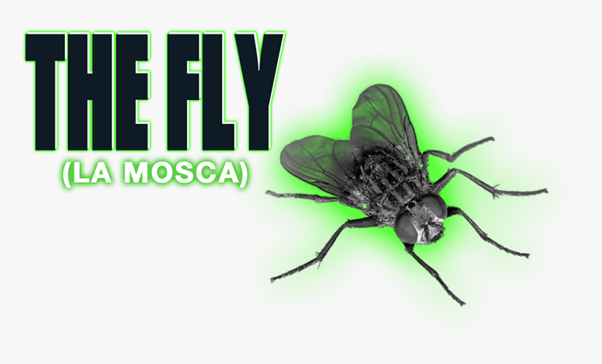 The Fly Image - Fly With No Background, HD Png Download , Transparent ...