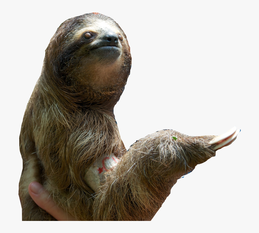 Download Sloth Png Pic - Sloth Png Transparent, Png Download ...